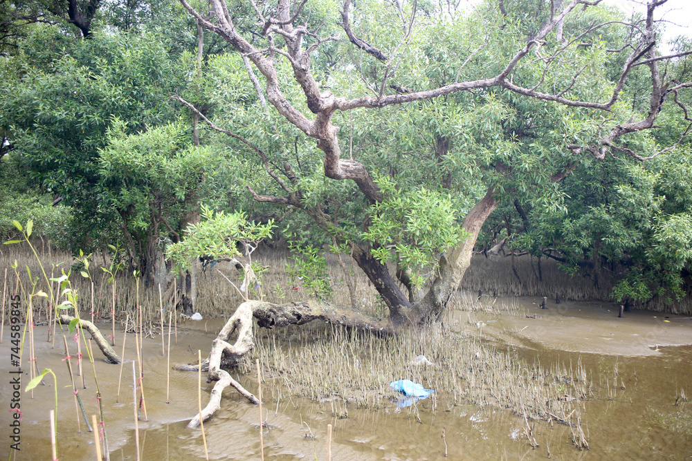 Mangrove planting activities with nobody no person on wetlands , beach ...