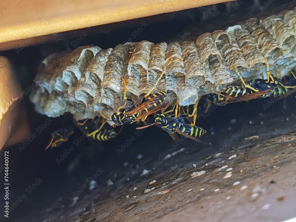 Wasp's nest. Nervous wasps in their hidden shelter Stock Photo | Adobe ...