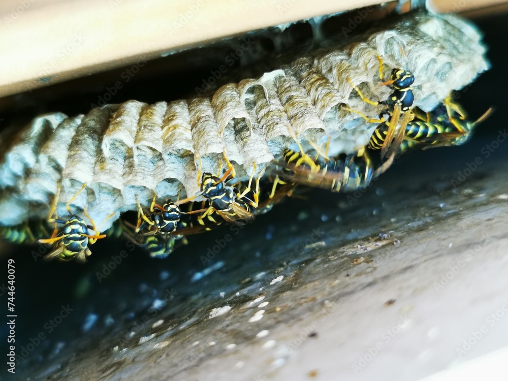Wasp's nest. Nervous wasps in their hidden shelter Stock Photo | Adobe ...