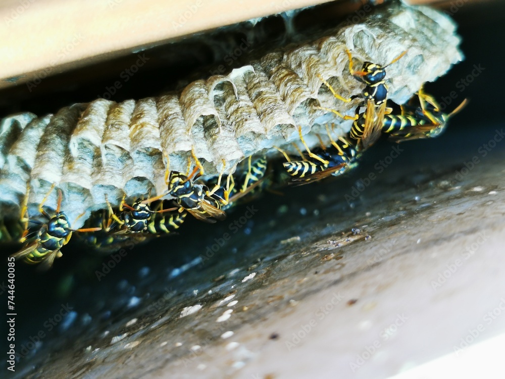 Wasp's nest. Nervous wasps in their hidden shelter Stock Photo | Adobe ...