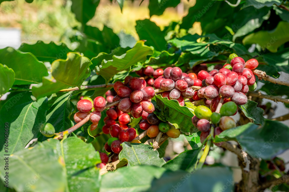image capturing coffee beans in various stages of ripening on branches ...