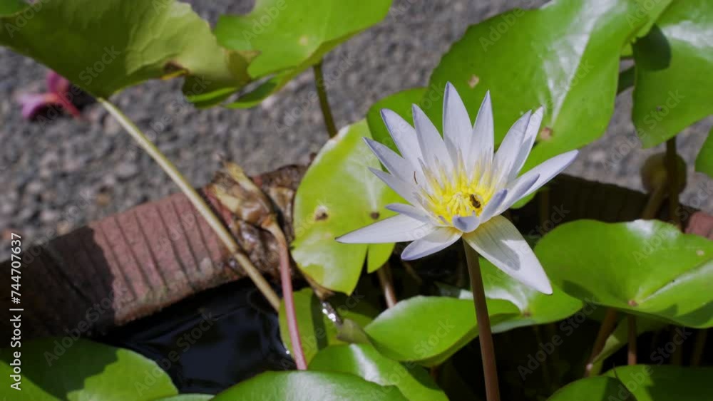 A Lotus Flower is blooming in the pond during summer season with ...