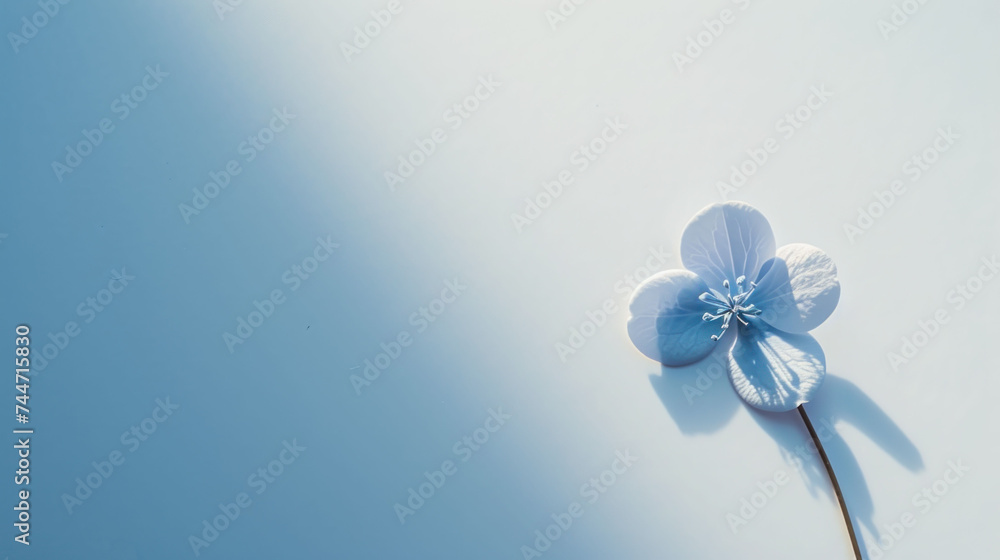 a single blue flower sitting on top of a light blue surface with a ...