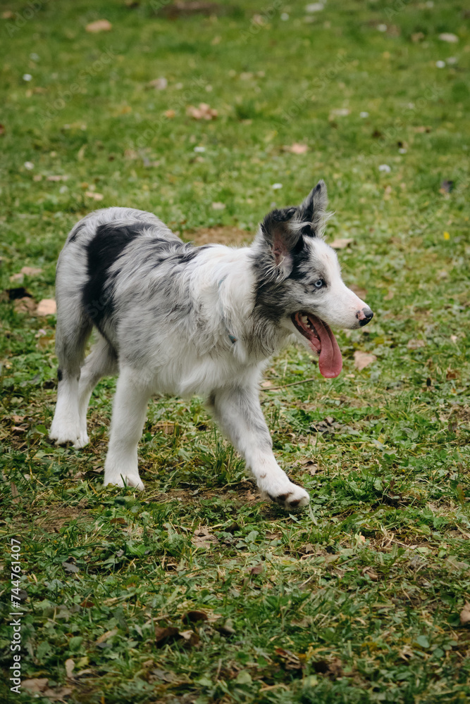 Charming blue-eyed border collie puppy gray Merle color walks in the ...