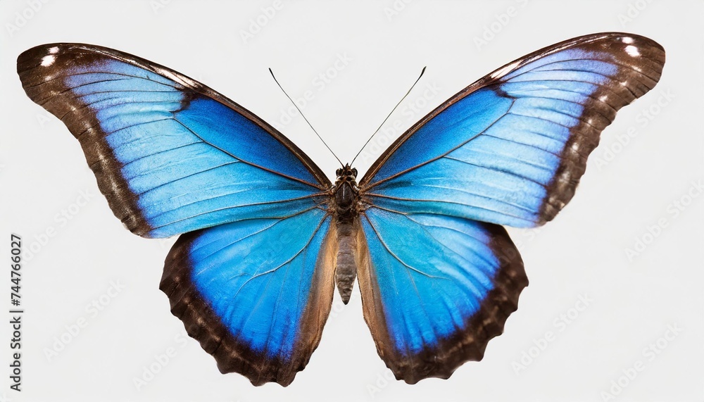 png flying blue morpho butterfly with open wings isolated on ...