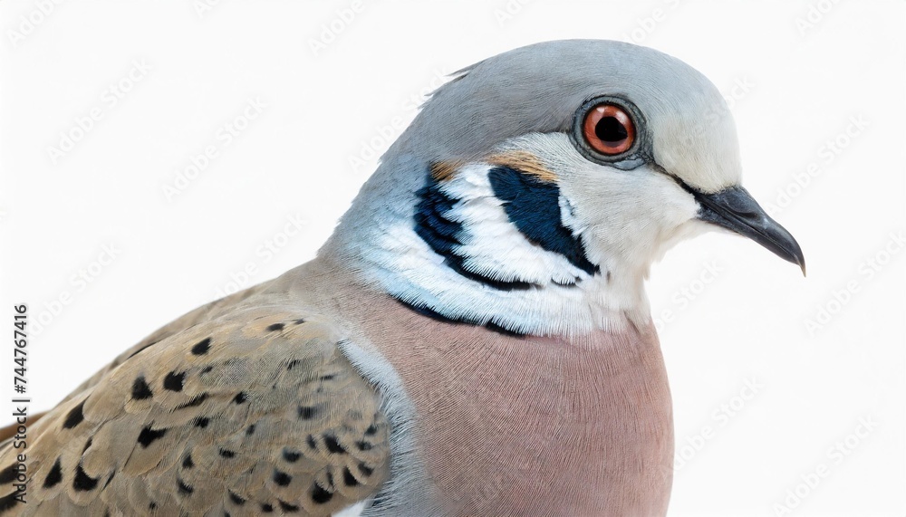 female of eurasian collared dove streptopelia decaocto png isolated on ...
