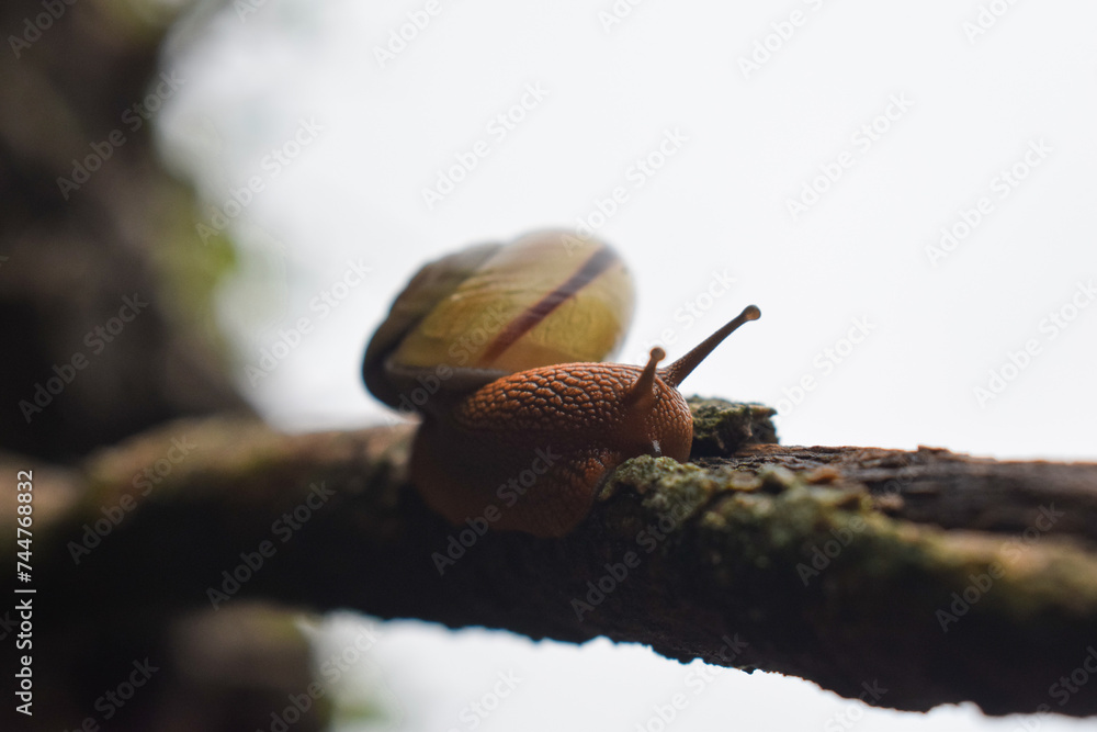 caracol sobre una rama de arbol, fotografía macro con sus detalles en ...
