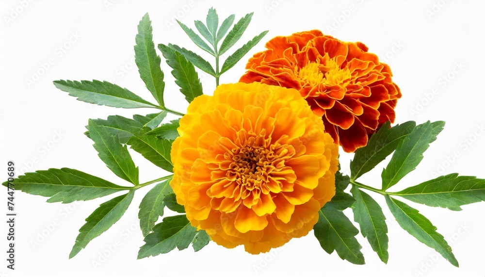 floral composition of marigold flowers and leaves set of elements for ...