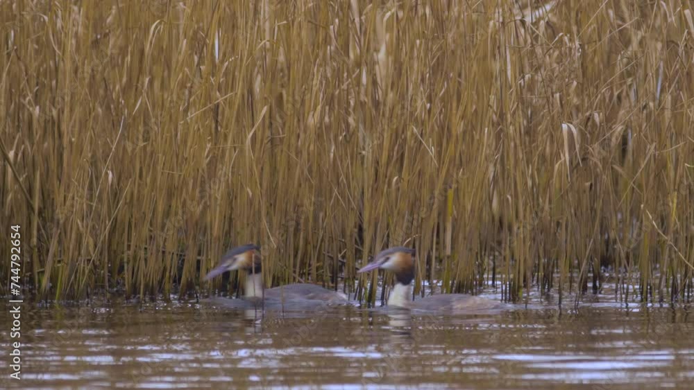 pair of great crested grebes, water birds, emerge from reedbed, dive ...