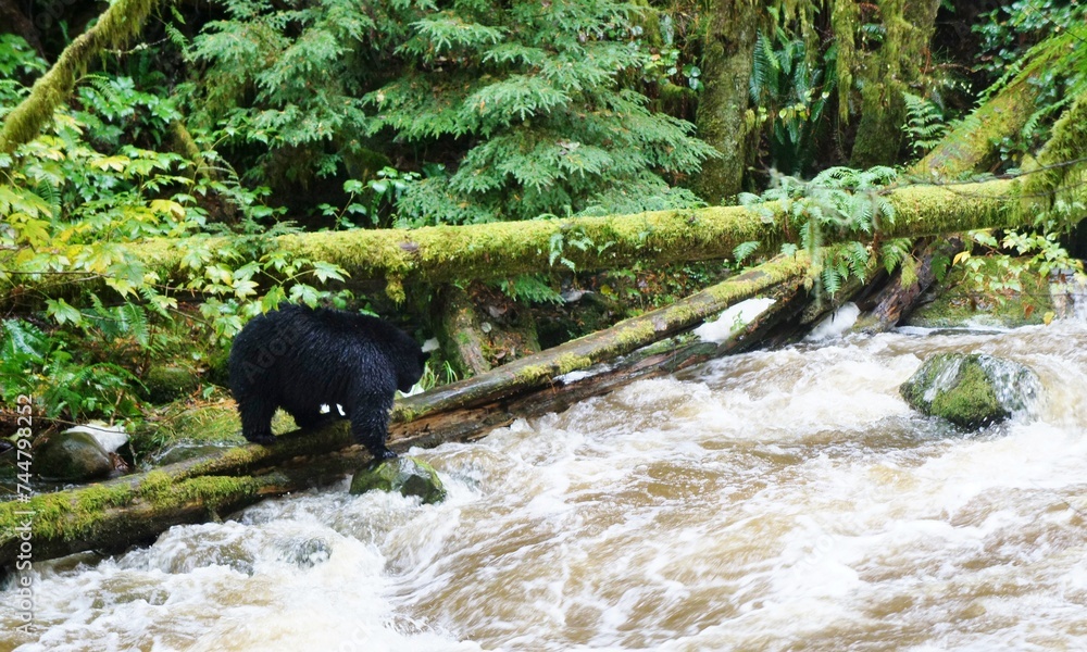 Black bear fishing for salmon in a raging river with a backdrop of lush ...