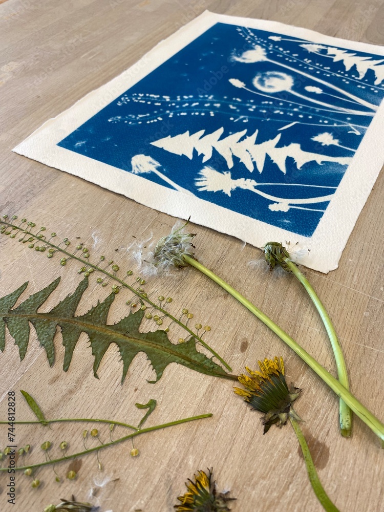 cyanotype / blueprint picture in the making Stock Photo | Adobe Stock