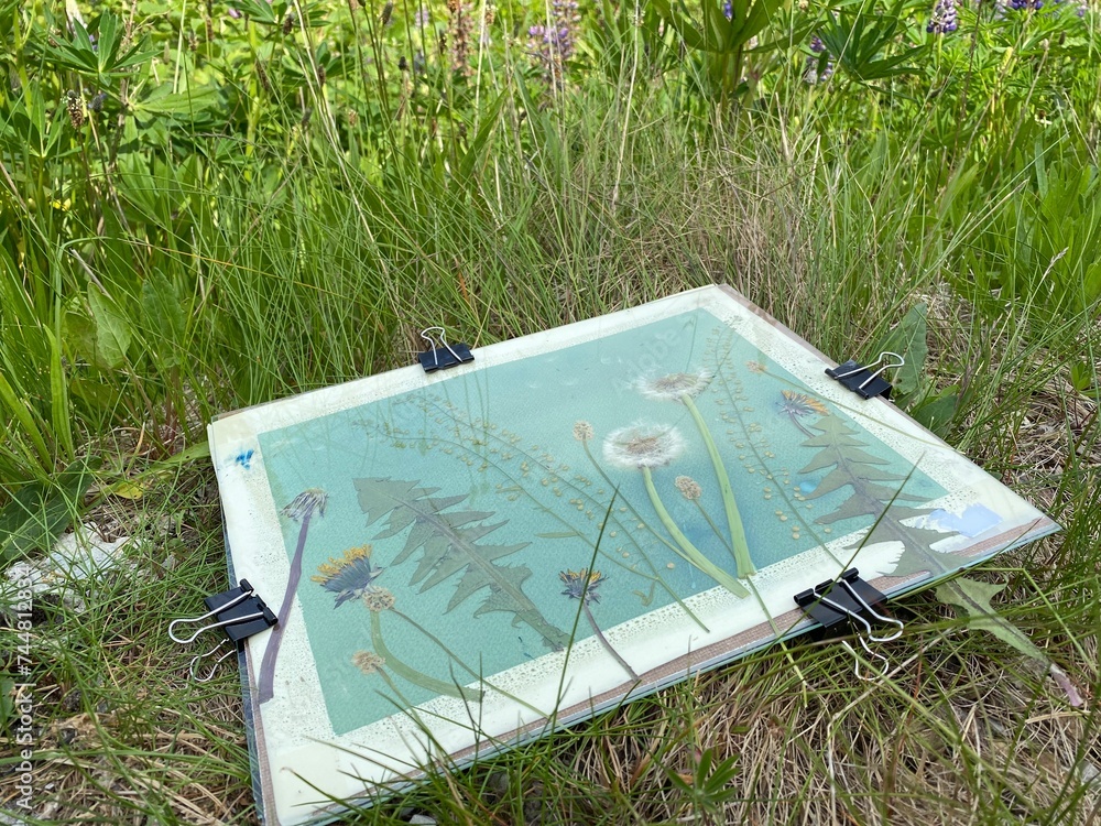 cyanotype / blueprint picture in the making Stock Photo | Adobe Stock
