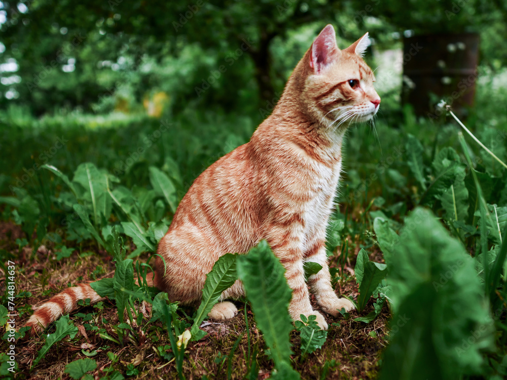 Elegant ginger cat sitting on a ground in a forest looking for prey ...