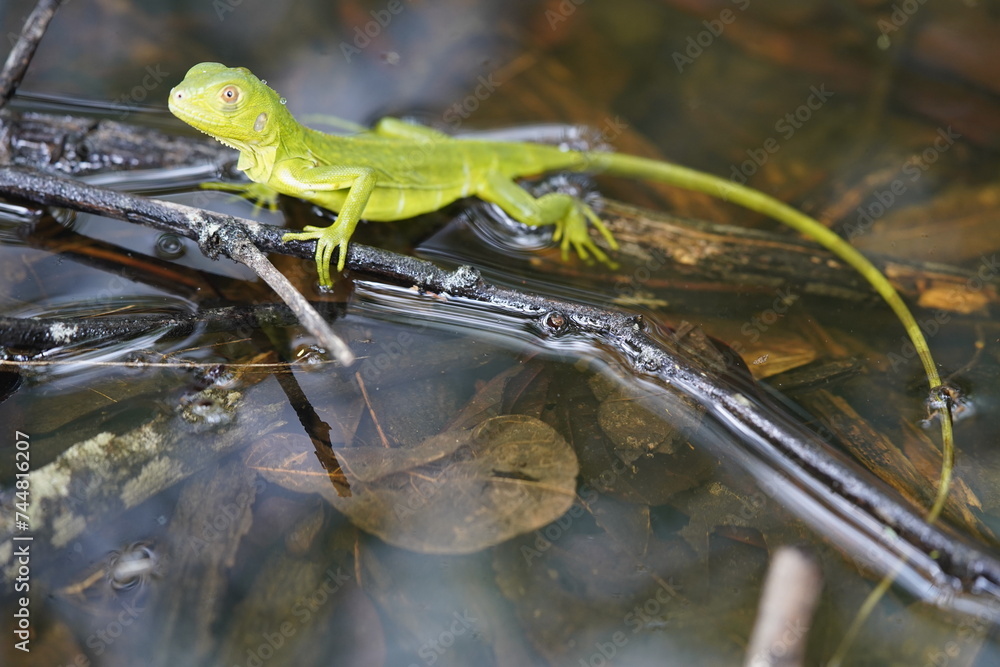 Ameiva ameiva, also known as the giant ameiva, green ameiva, South ...