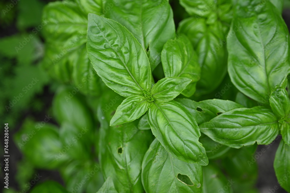 green basil leaf texture as a background, basil leaves closeup, green ...