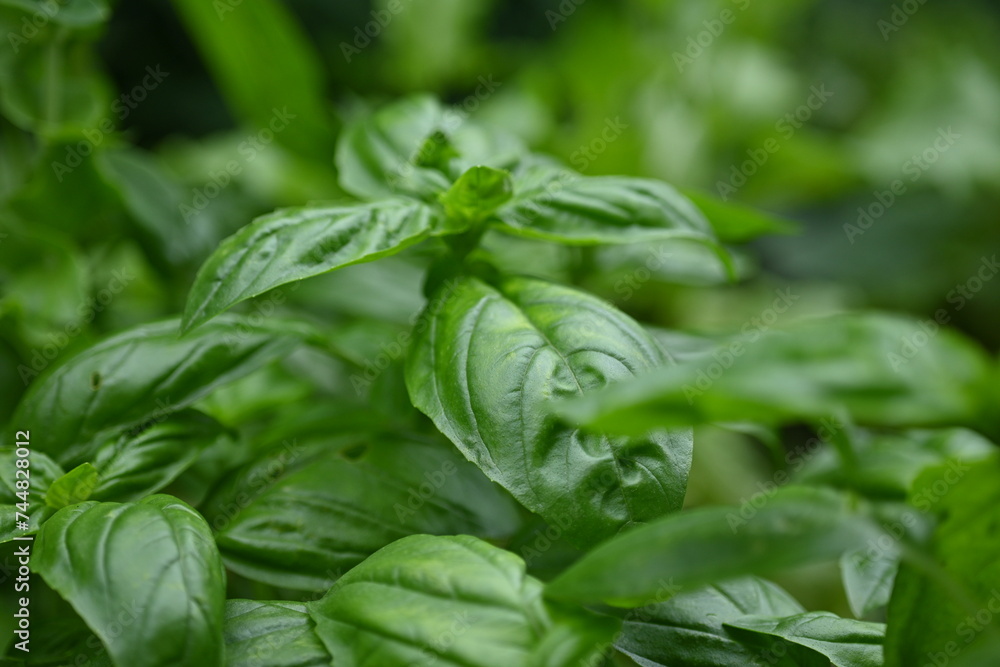 green basil leaf texture as a background, basil leaves closeup, green ...