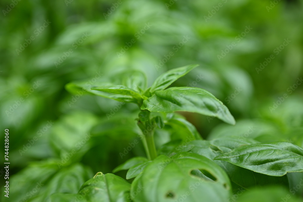green basil leaf texture as a background, basil leaves closeup, green ...