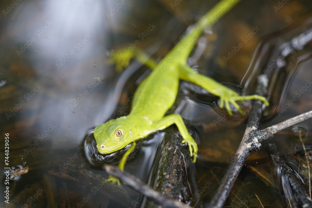 Ameiva ameiva, also known as the giant ameiva, green ameiva, South ...