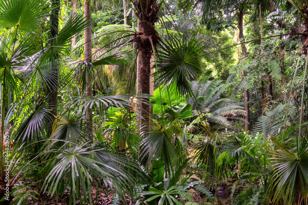 Hiking through dense jungle (rainforest) in the Cairns region, Far ...