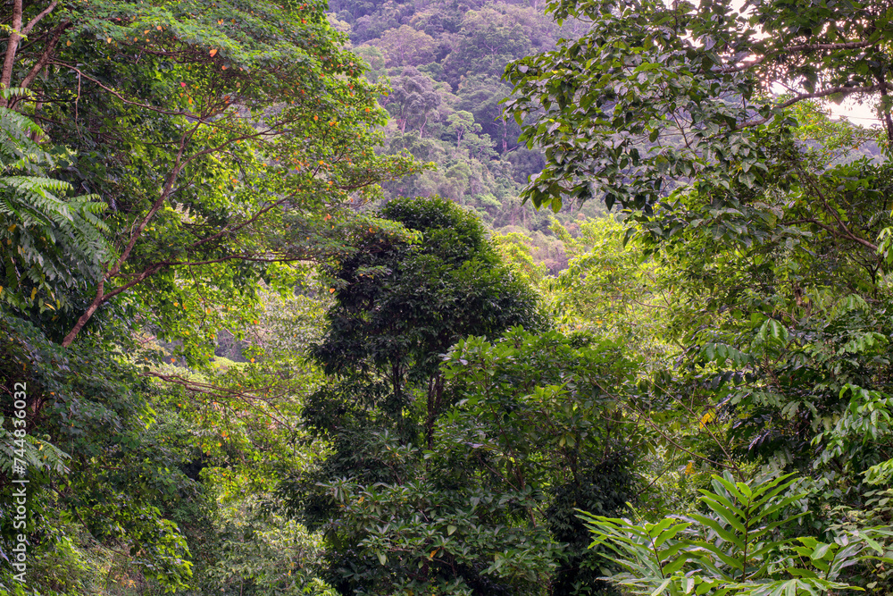 Hiking through dense jungle (rainforest) in the Cairns region, Far ...