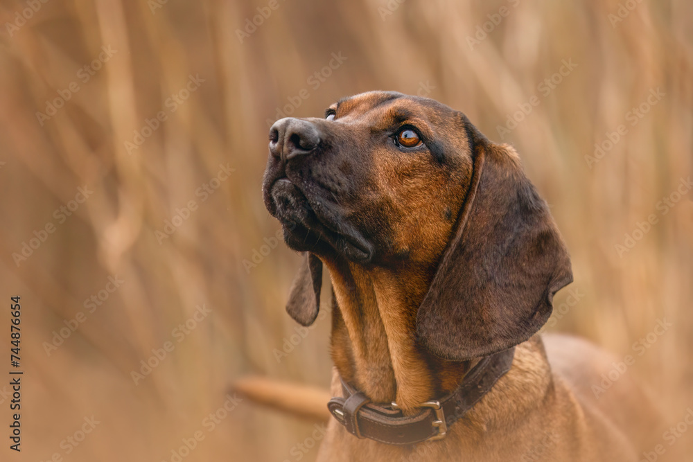 Head portrait of a bavarian mountain dog, bayerischer ...
