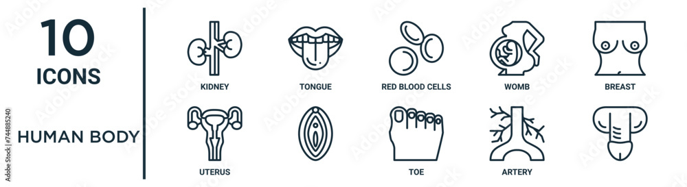 human body outline icon set includes thin line kidney, red blood cells ...