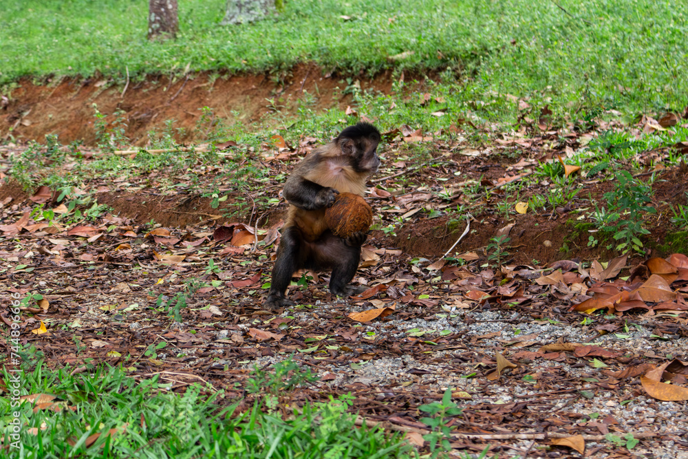 SÃO PAULO, SP, BRAZIL - FEBRUARY 03, 2024: Capuchin monkey carrying a ...