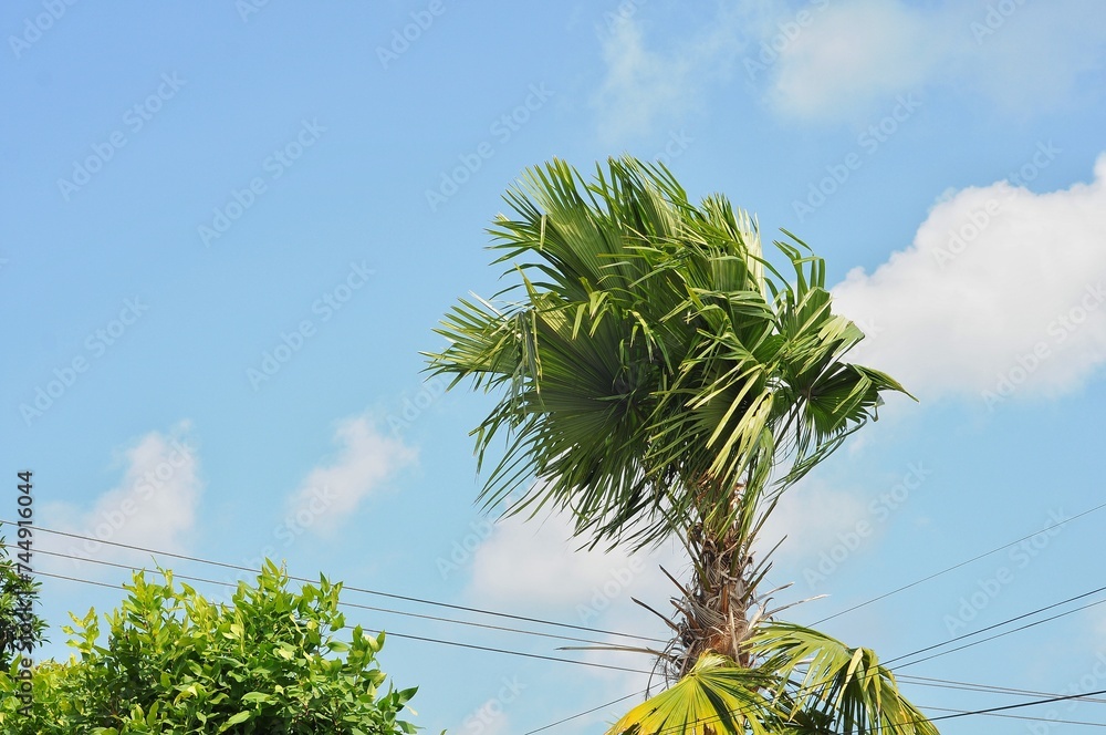 trachycarpus fortunei, the Chinese windmill palm, windmill palm or ...