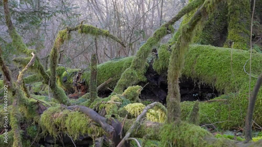 Establishing shot of trail in forest in slow motion at in Vancouver ...
