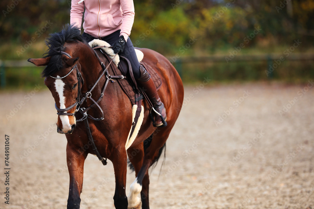 Horse with rider on the riding arena doing ground work with trotting ...