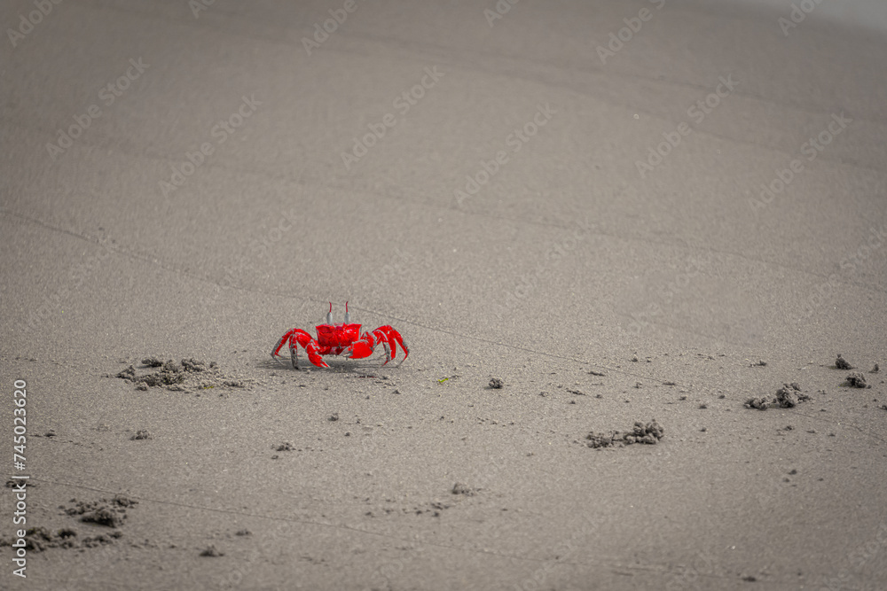 Red ghost crabs (Gecarcoidea natalis) running & sand digging , a Brachyura land crab or red ...