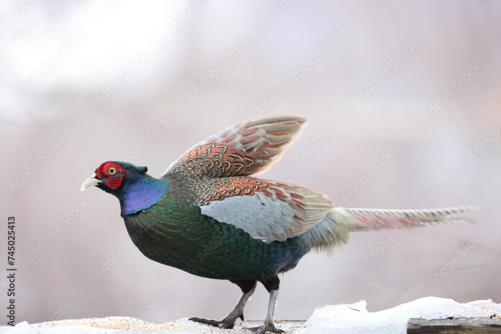 The green pheasant (Phasianus versicolor), also known as the Japanese ...