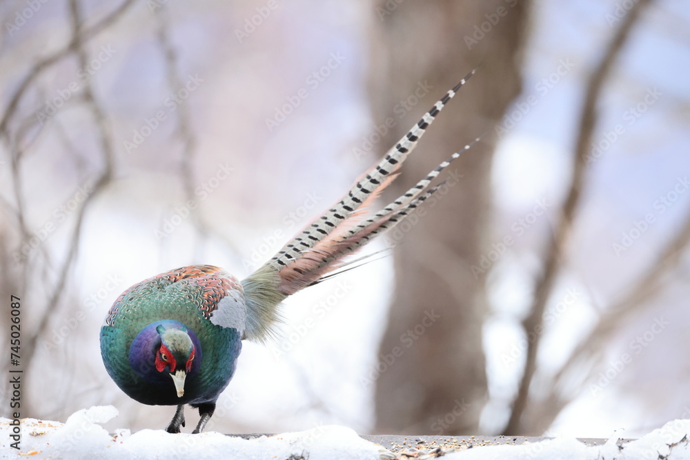 The green pheasant (Phasianus versicolor), also known as the Japanese ...
