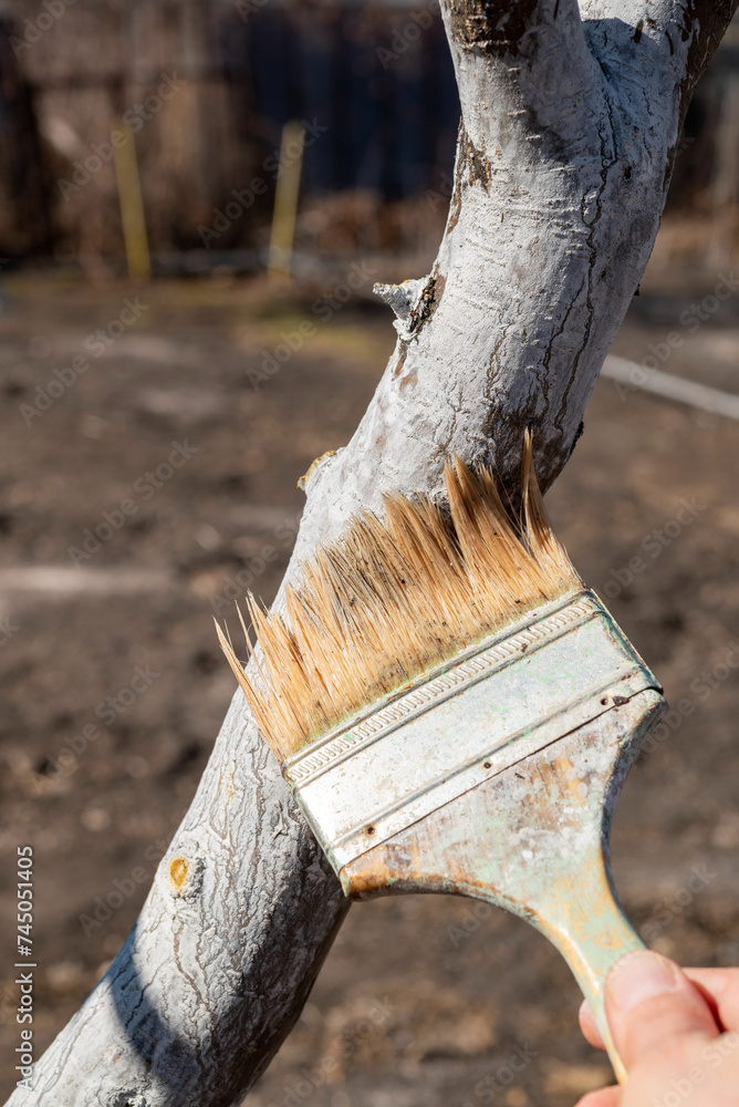 painting trees with lime from insects in a country garden. Whitewashing ...