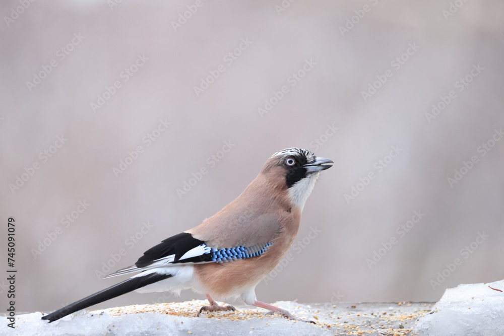 The Eurasian jay (Garrulus glandarius) is a species of passerine bird ...