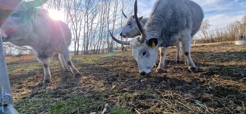 Hungarian Grey Steppe breed of beef cattle It belongs to the group of ...