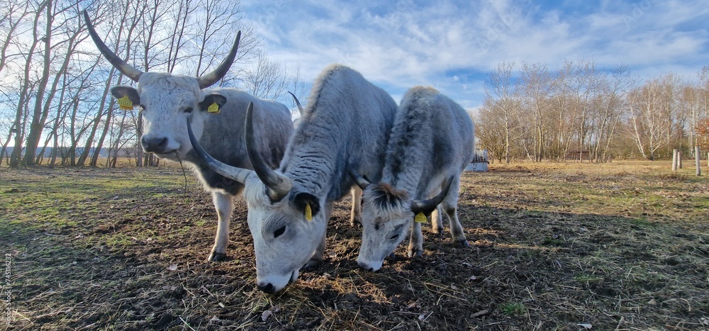 Hungarian Grey Steppe breed of beef cattle It belongs to the group of ...