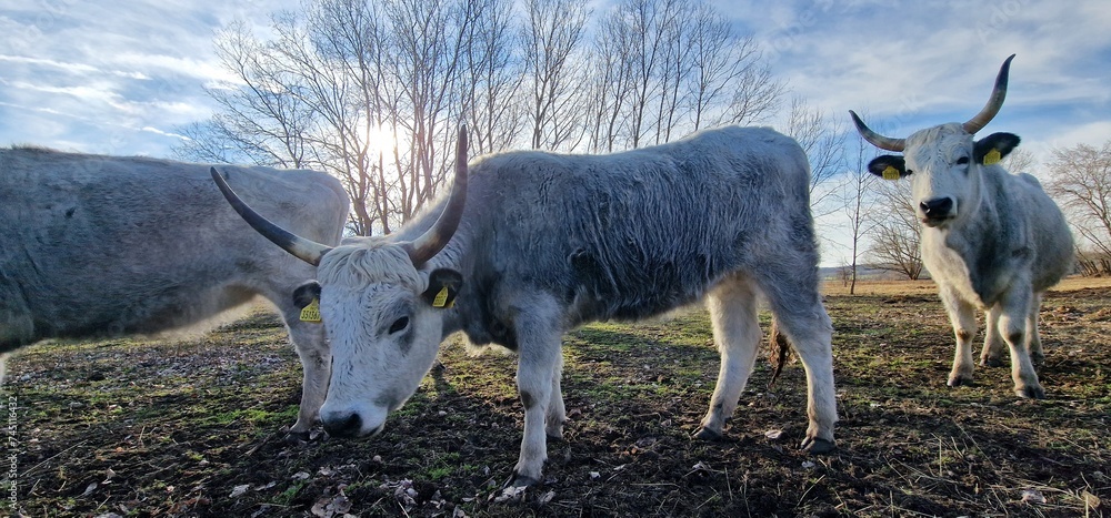 Hungarian Grey Steppe breed of beef cattle It belongs to the group of ...