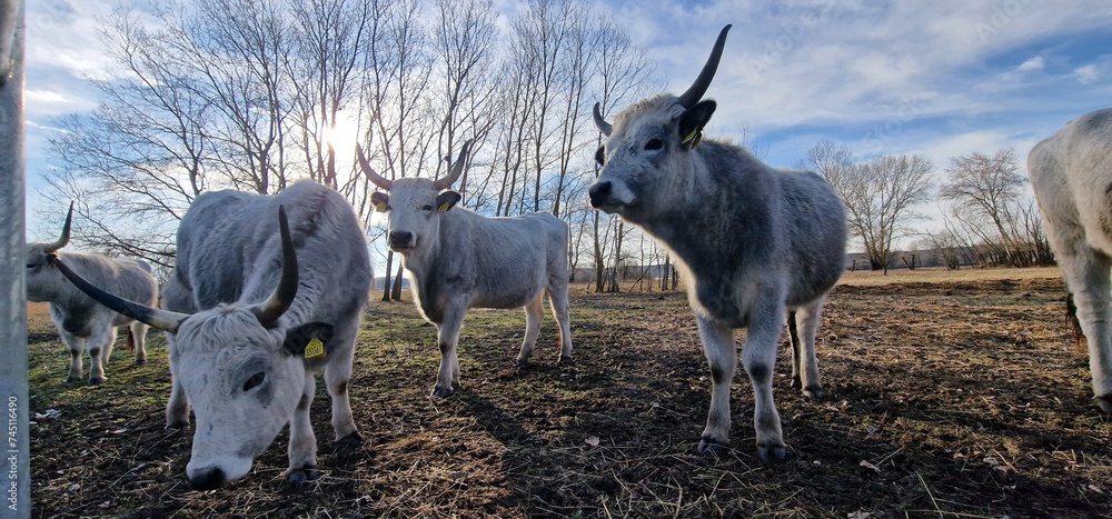 Hungarian Grey Steppe breed of beef cattle It belongs to the group of ...