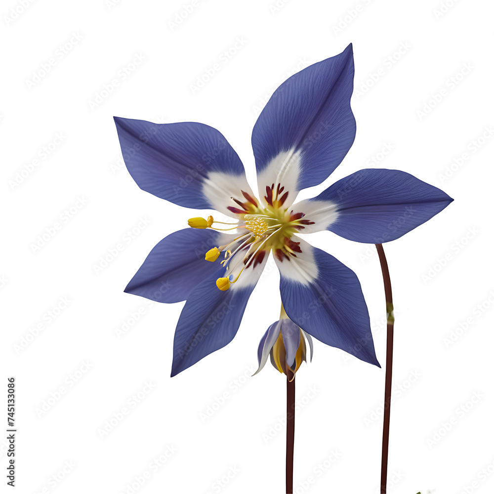 Columbine image isolated on a transparent background PNG photo Stock ...