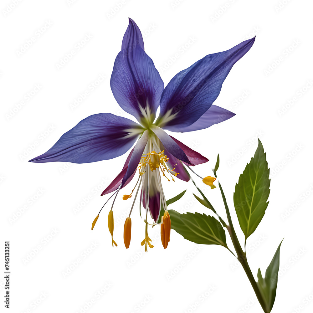 Columbine image isolated on a transparent background PNG photo Stock ...