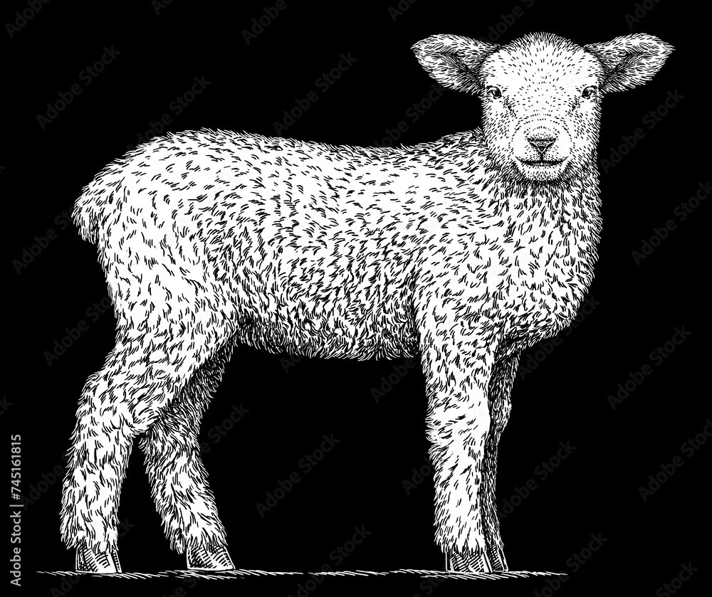Vintage engraving isolated lamb set illustration ram ink sketch. Farm ...