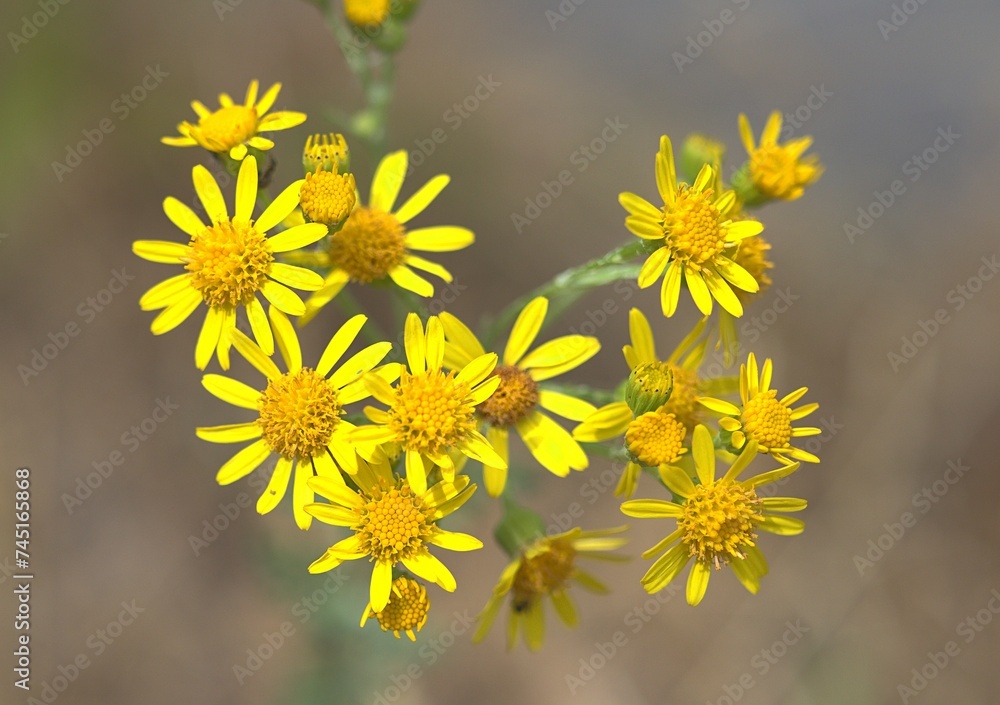 Close-up of Common Ragwort (Jacobaea vulgaris) in various stages of ...