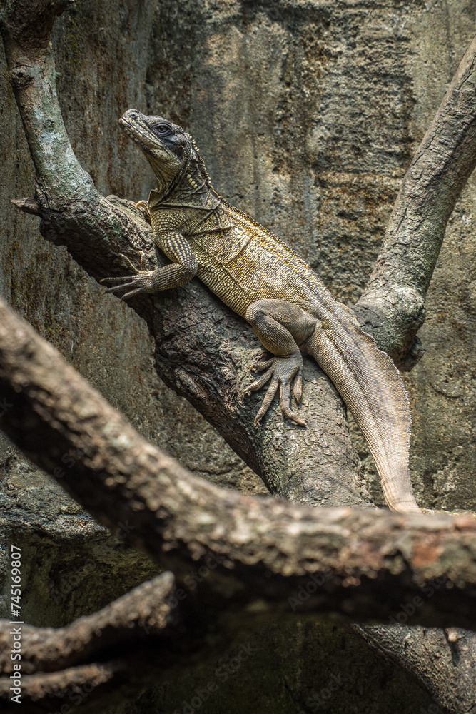 The Moluccan sail-finned lizard or Ambon sailfin dragon (Hydrosaurus ...