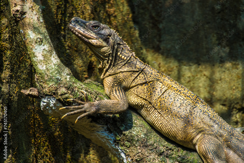 The Moluccan sail-finned lizard or Ambon sailfin dragon (Hydrosaurus ...