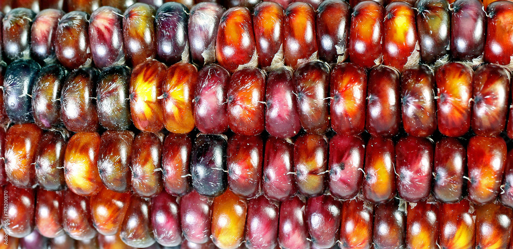 Flint Corn, also known as calico or Indian corn. A hard shell maze that ...