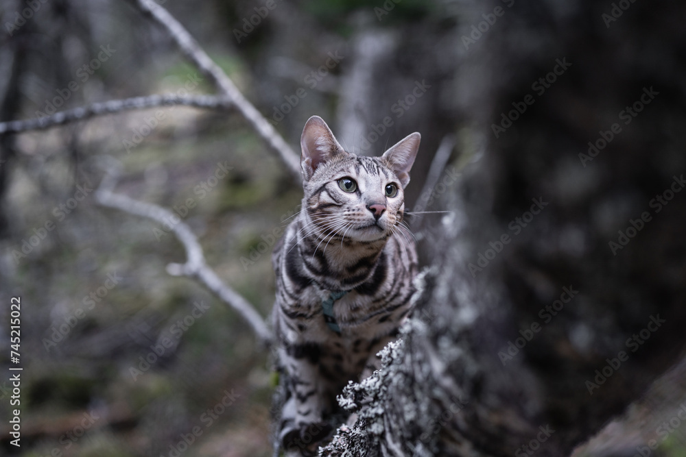 gato bengala bengali en el bosque pirineo arboles rocas con musgo gris ...