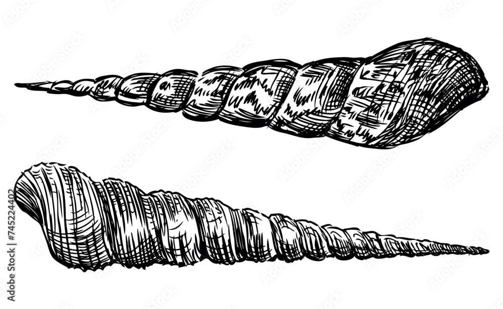 Hand drawing of two spiral mollusc seashells, black and white vector ...