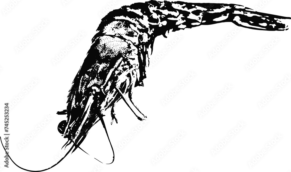 Black and white illustration sketch of a Prawn hand drawing vector ...