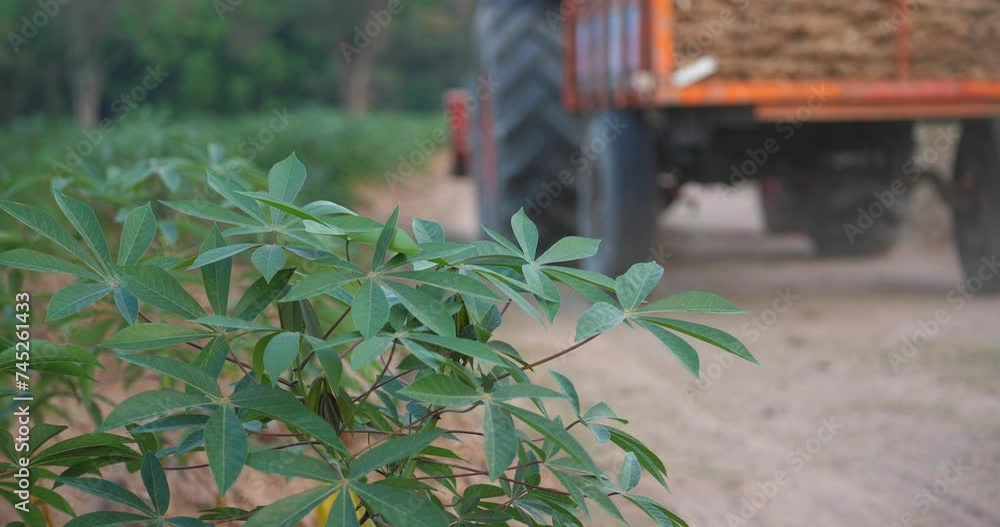 Vidéo Stock Cassava trees are growing and in the background cassava ...